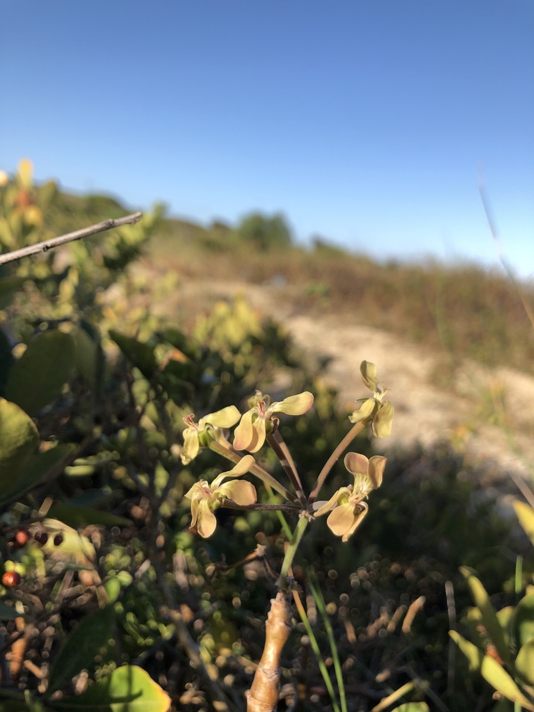 Gouty Storksbill from Flora Road, Southern Suburbs, WC, ZA on March 26 ...