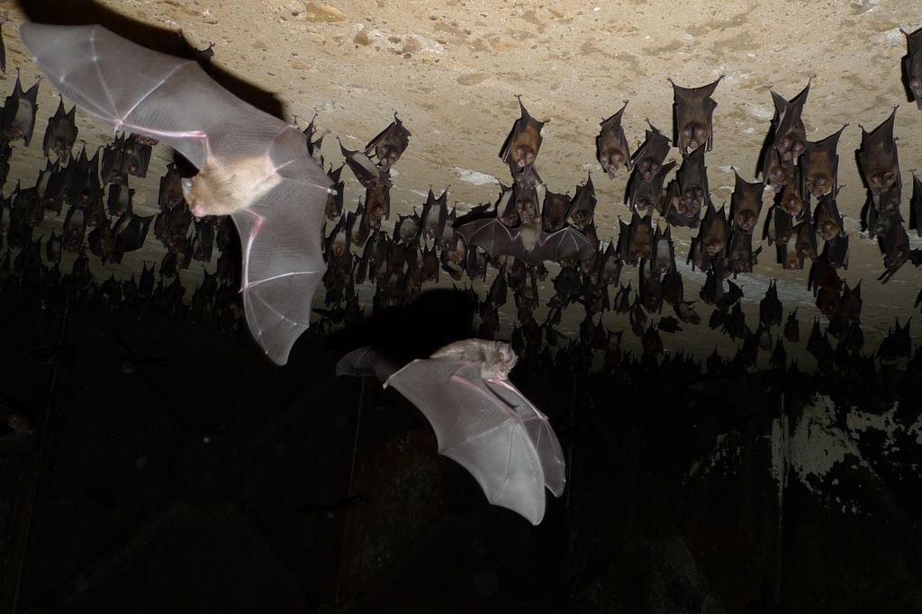 Sundevall's roundleaf bat (Bats of Ivory Coast) · iNaturalist