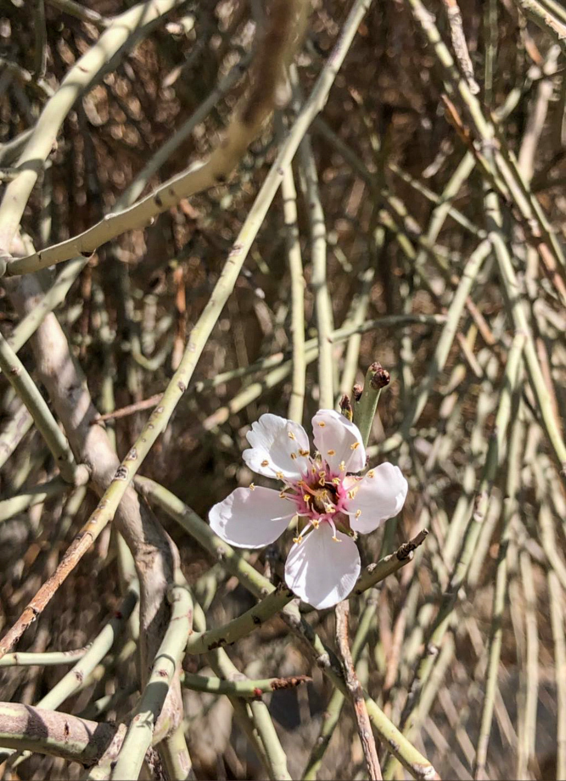 Prunus arabica (Oliv.) Meikle