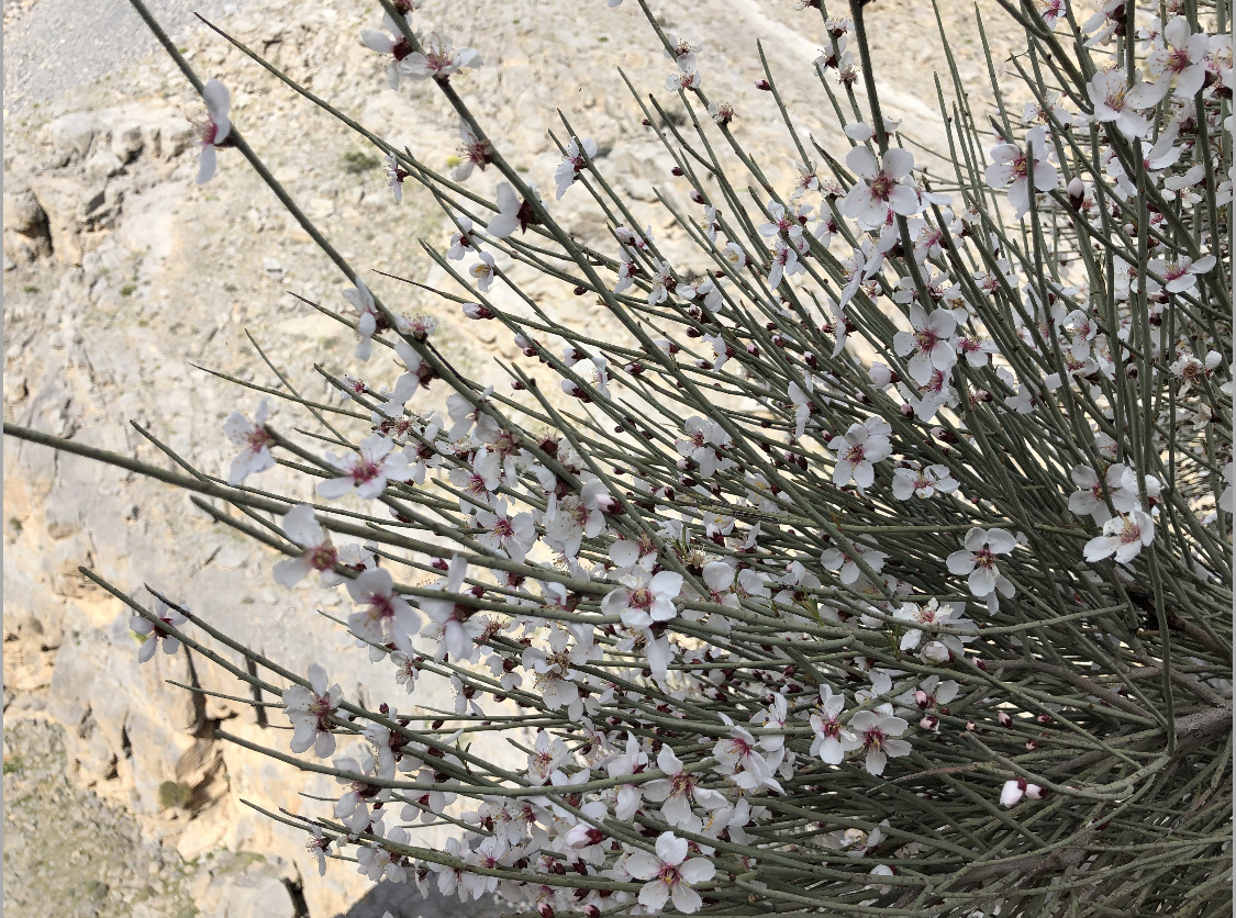 Prunus arabica (Oliv.) Meikle