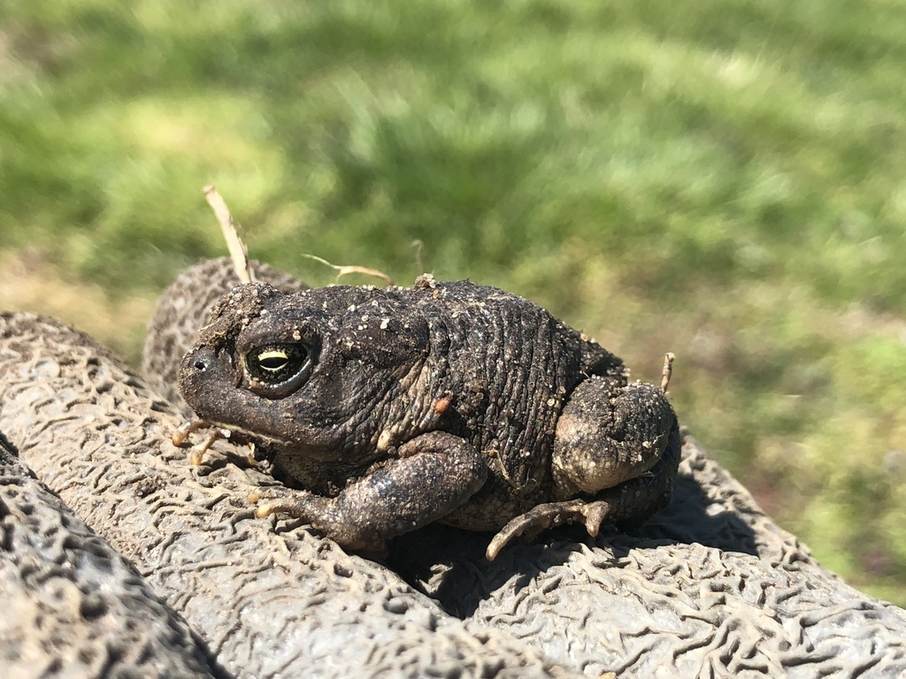 North American Toads from Walt Messick Rd, Harrington, DE, US on March ...