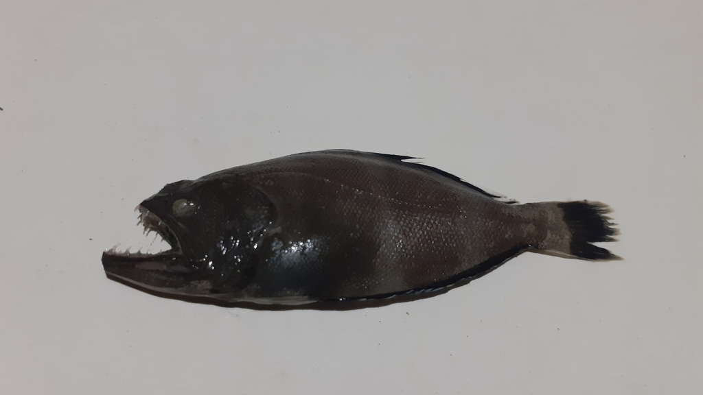 Indian Halibut from Indonesia on March 27, 2020 at 09:18 PM by Tabris ...