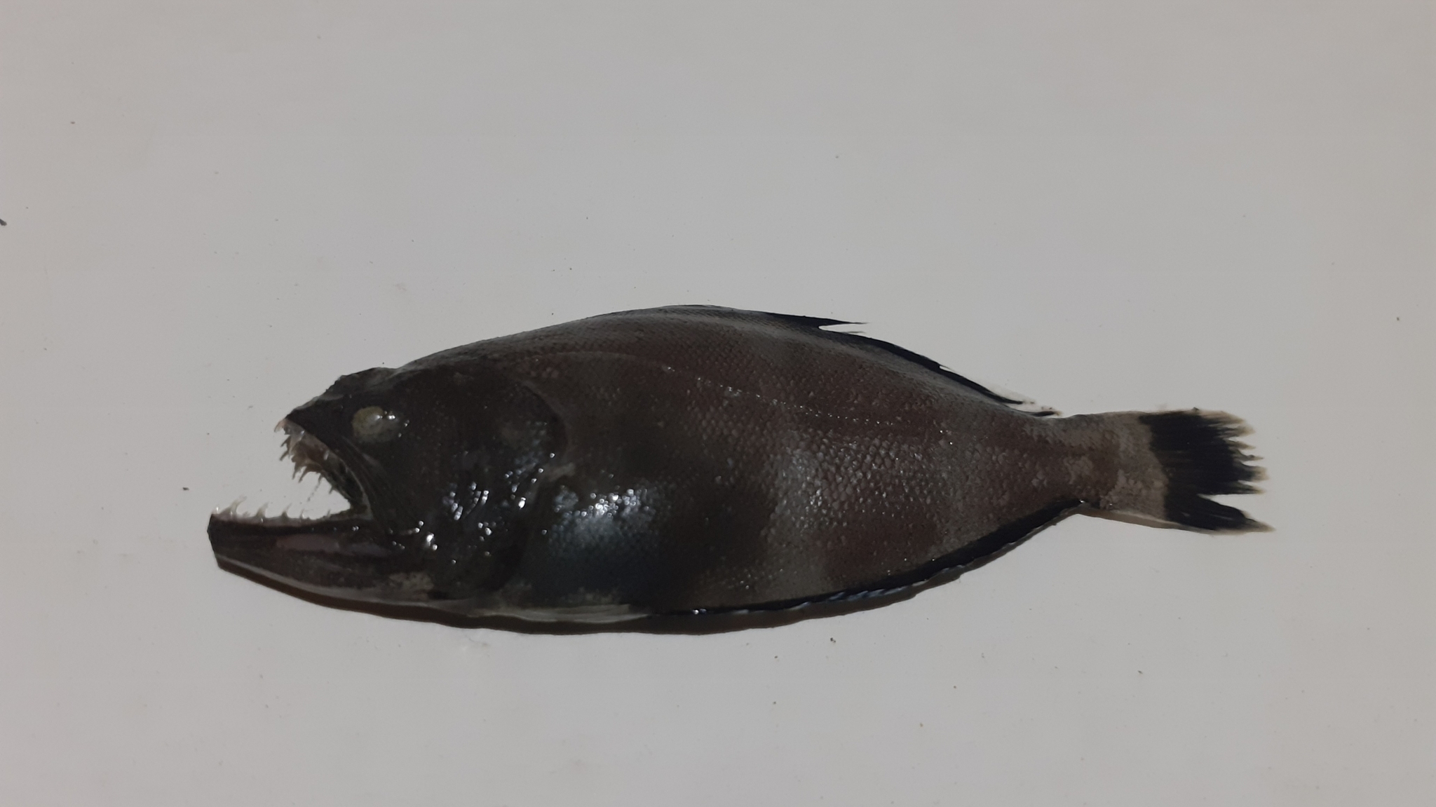 Psettodes Bennett, 1831