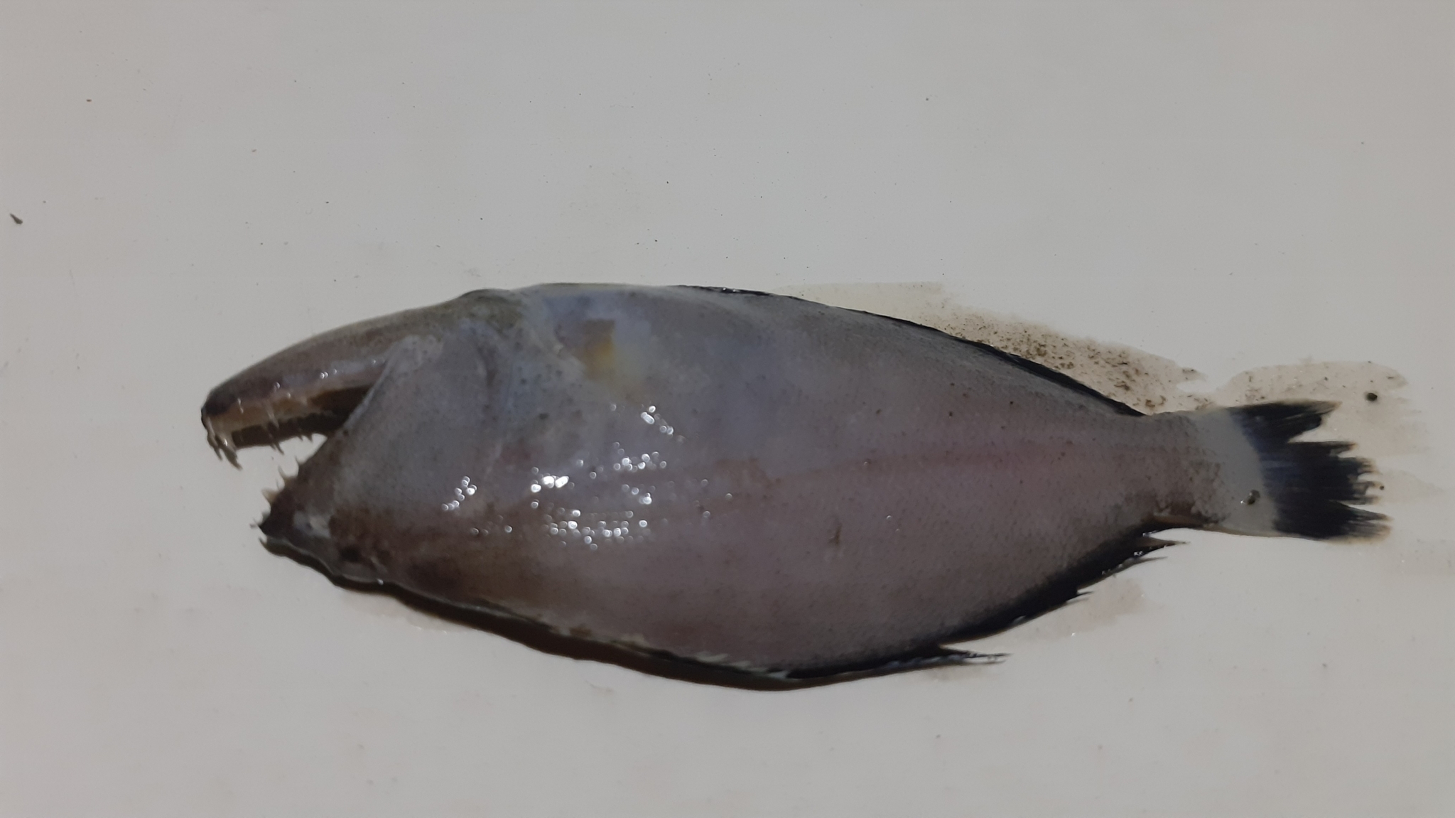 Psettodes Bennett, 1831