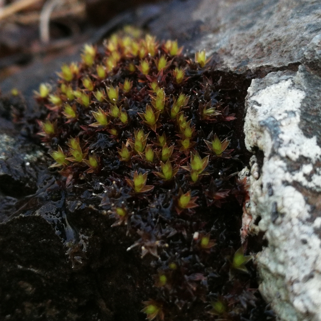 Anomalous Bristle-moss from Union County, US-NJ, US on March 26, 2020 ...