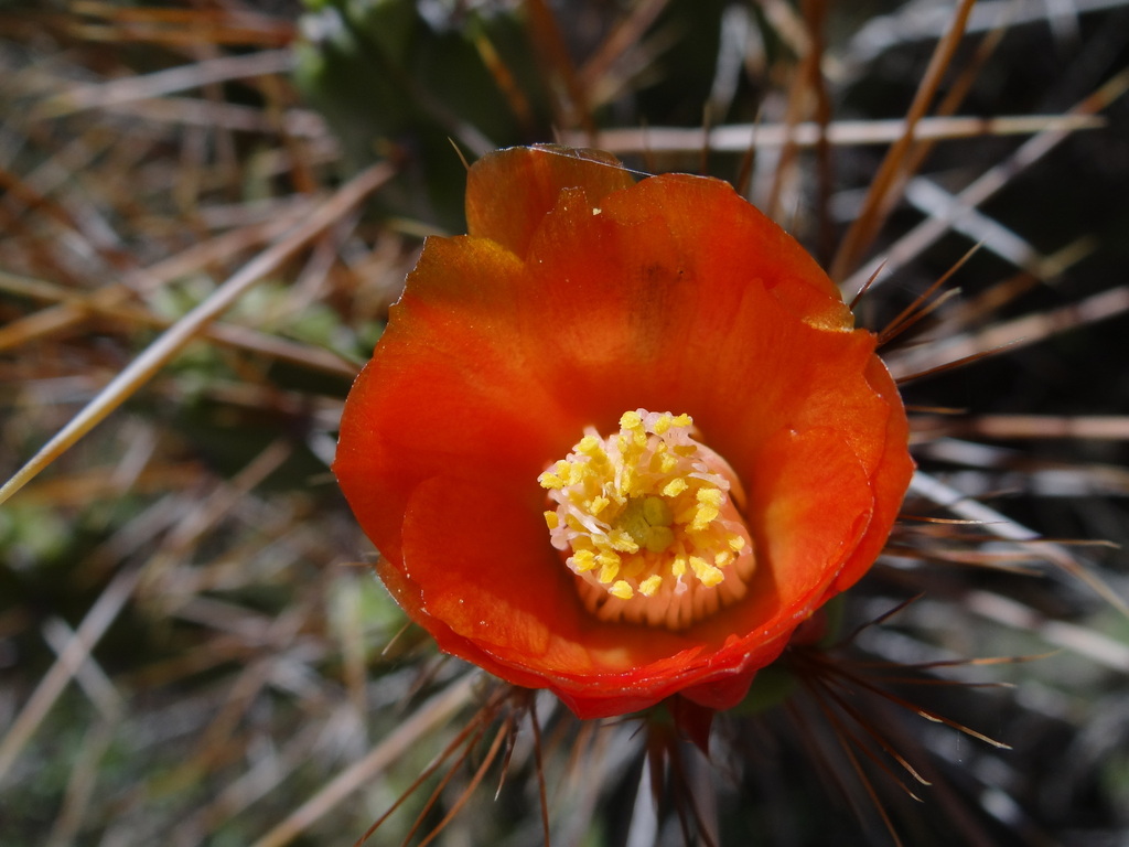 Eve's Needle Cactus from Colca Canyon on January 29, 2013 by James ...