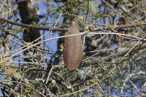 Genus Pithecoctenium · iNaturalist