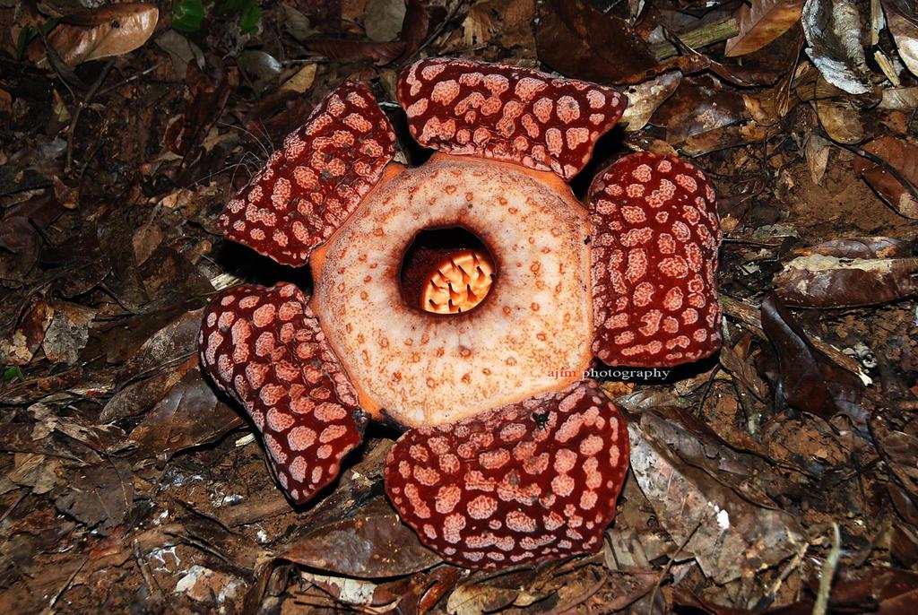 rafflesia flowers (Rafflesia) - Botanical Realm