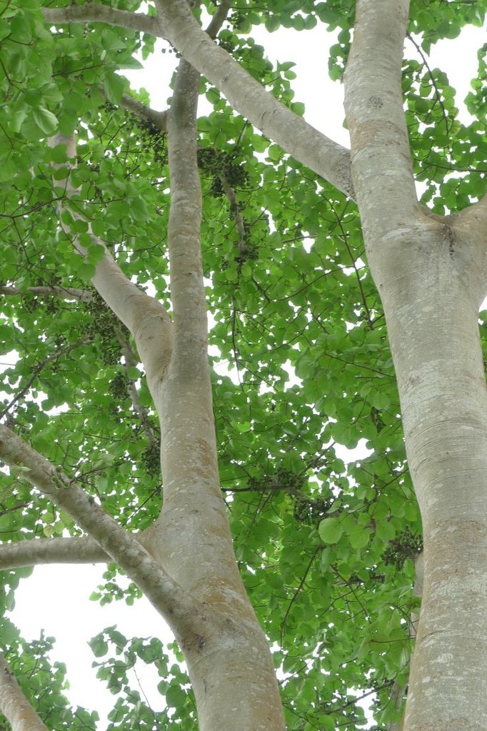 (Ficus mucuso) - Botanical Realm