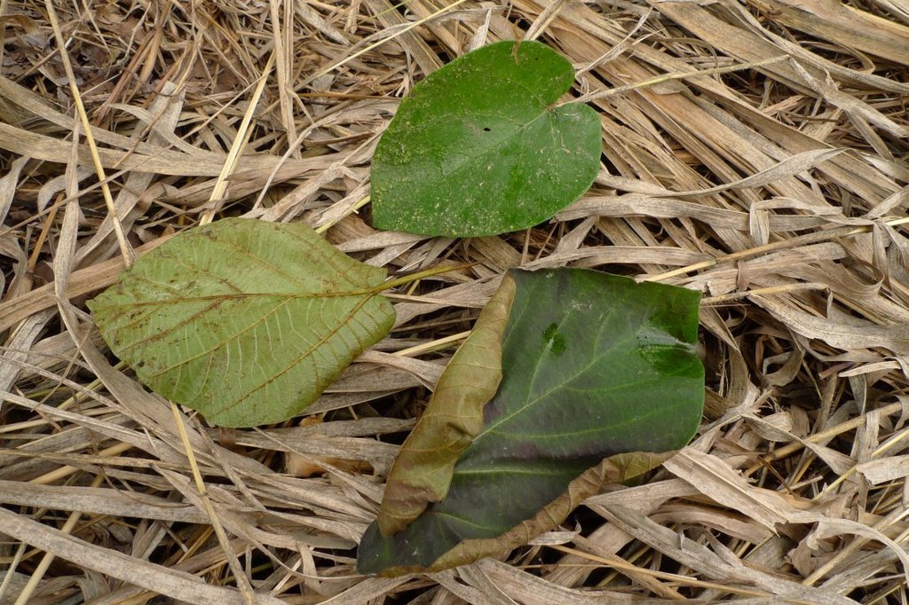 (Ficus mucuso) - Botanical Realm