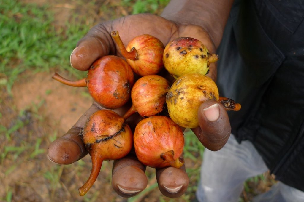 (Ficus mucuso) - Botanical Realm