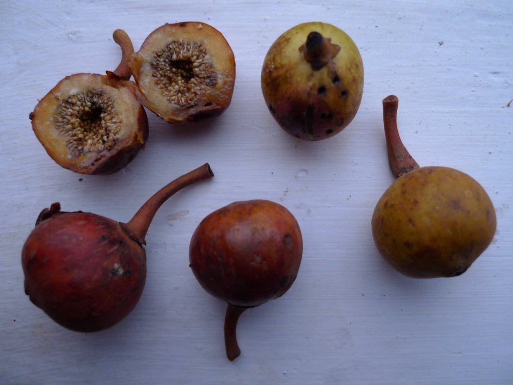 (Ficus mucuso) - Botanical Realm