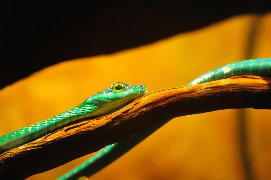 Lower-montane Green Racer (Reptiles of Costa Rica's Southern Caribbean ...