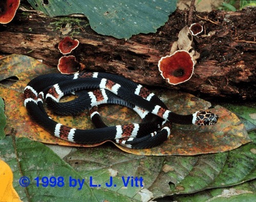 False Tree Coral (Reptiles of Costa Rica's Southern Caribbean Lowlands ...