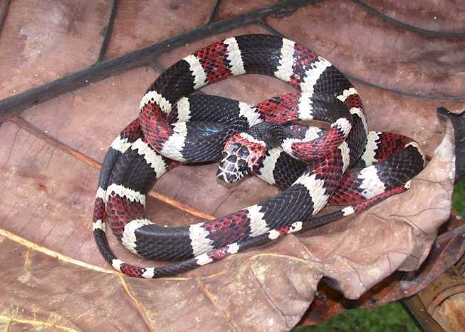 False Tree Coral (Reptiles of Costa Rica's Southern Caribbean Lowlands ...