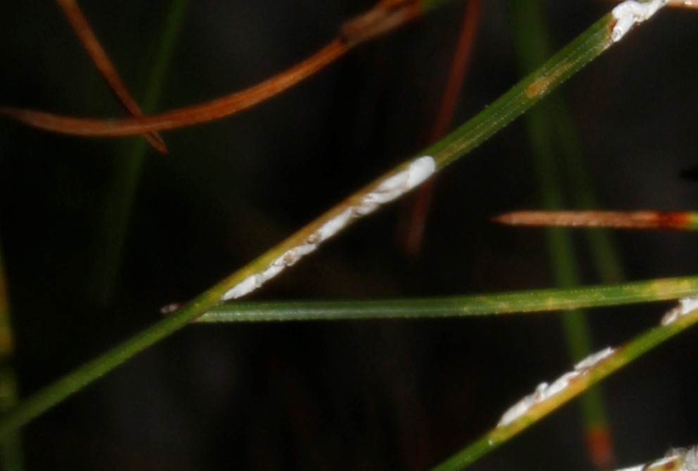 Leucaspis from Αττική, Ελλάδα on February 01, 2020 at 04:08 PM by ...