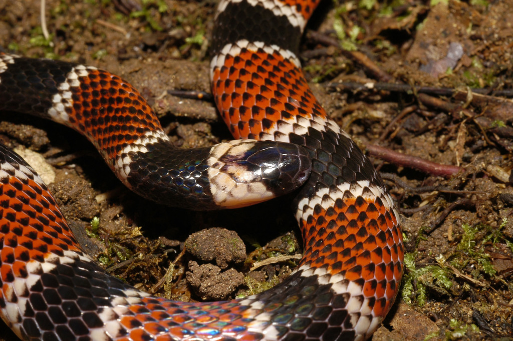 Allen's Coral Snake (Reptiles of Costa Rica's Southern Caribbean ...
