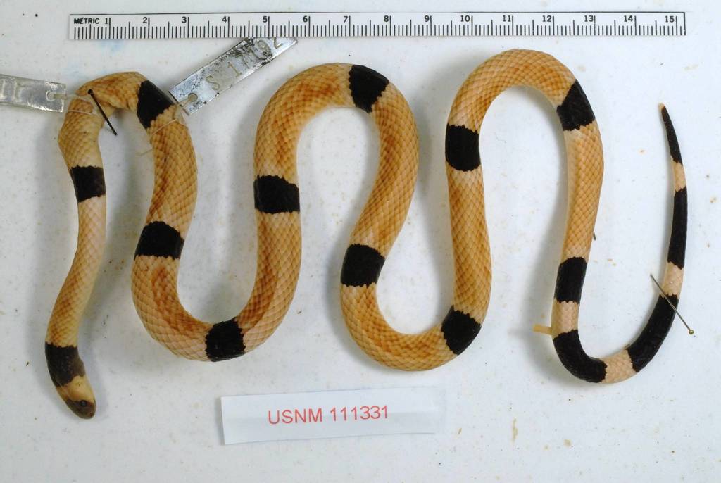 Central American Coral Snake (Reptiles of Costa Rica's Southern ...