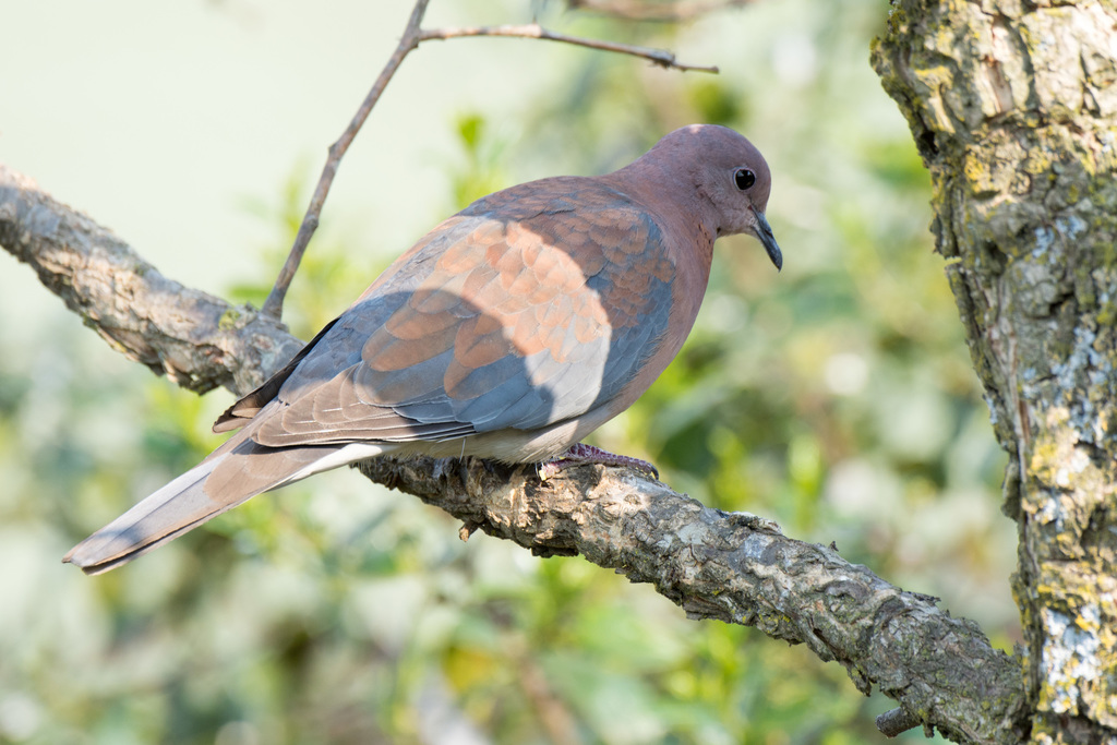 Laughing Dove from Indlovu DC, South Africa on August 27, 2015 at 02:46 ...