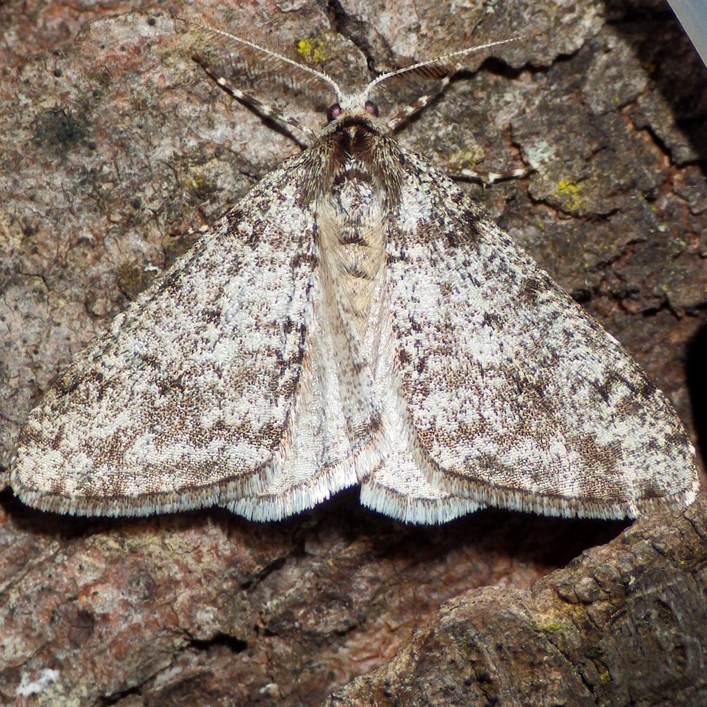 Small Phigalia Moth from Fitzgerald Rd, Burdett, NY 14818, USA on March ...