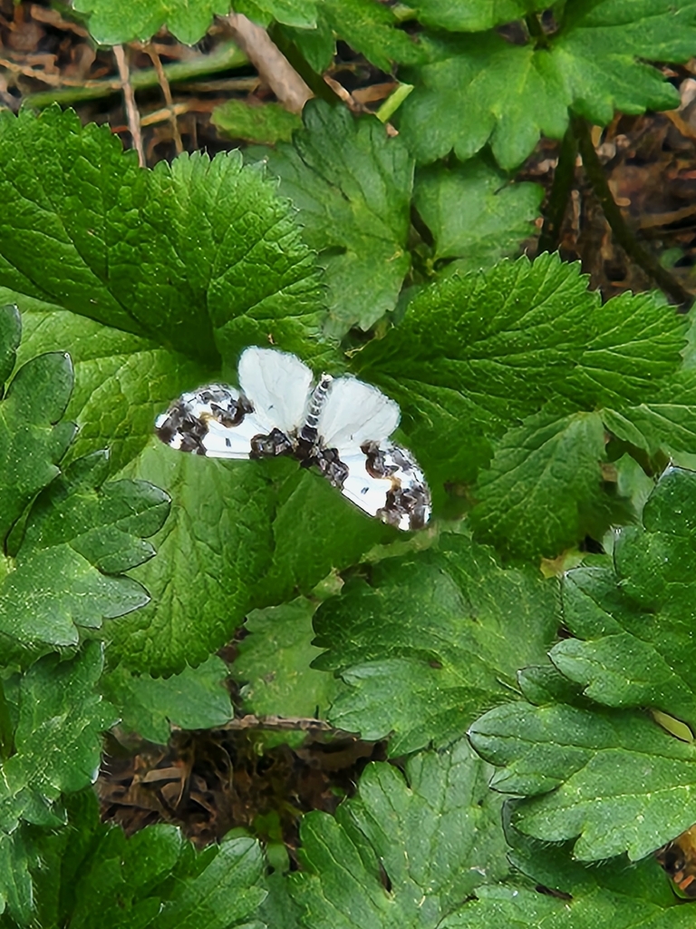 Western White-Ribboned Carpet from Baring, WA 98224, USA on April 26 ...