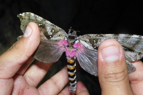 Phassus huebneri · iNaturalist