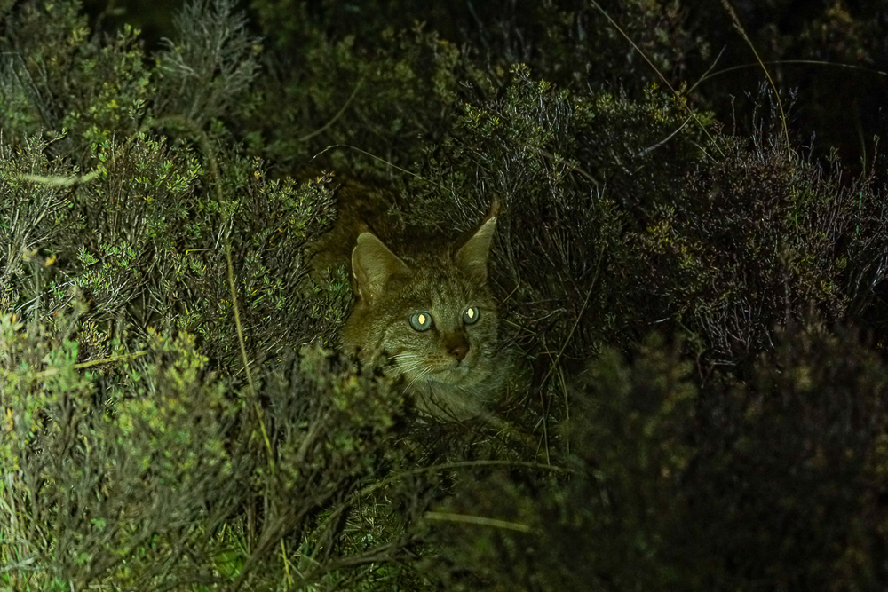 Chinese Mountain Cat (Felis bieti) - Know Your Mammals