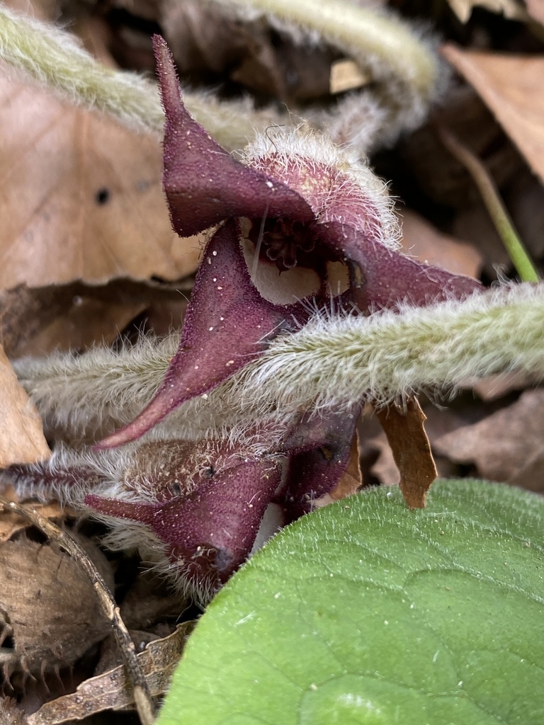 Canadian wild ginger from Pettigrew, AR, US on March 27, 2020 at 11:18 ...