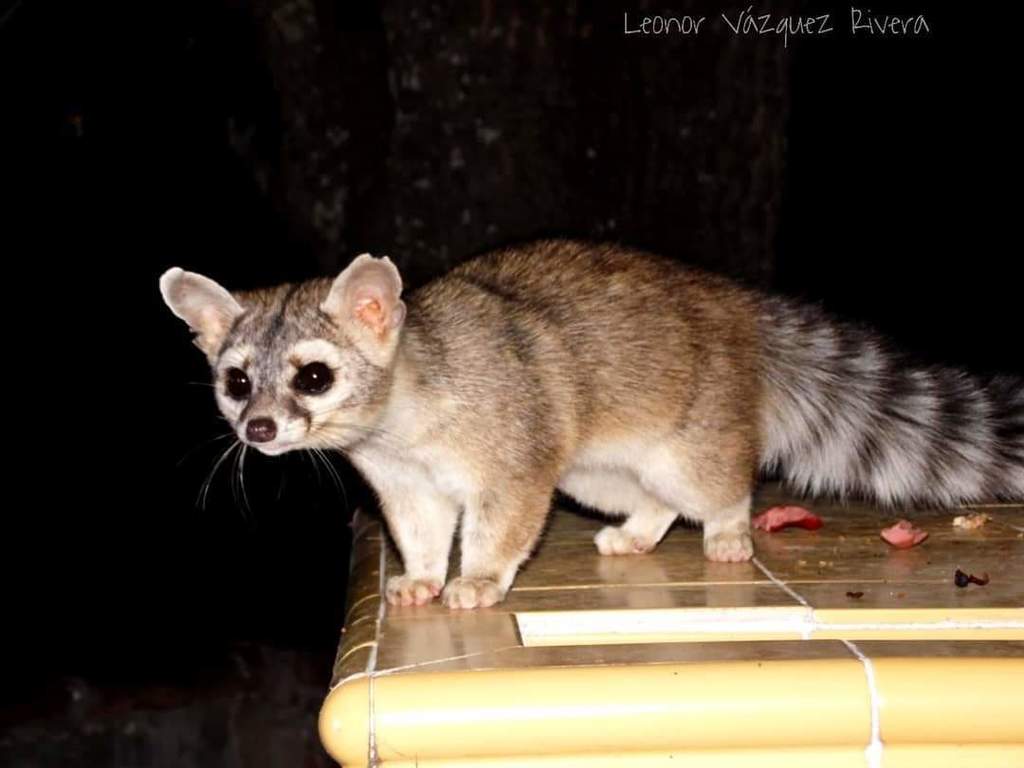 Ringtail from Aguascalientes on March 27, 2020 at 01:40 PM by Leonor ...