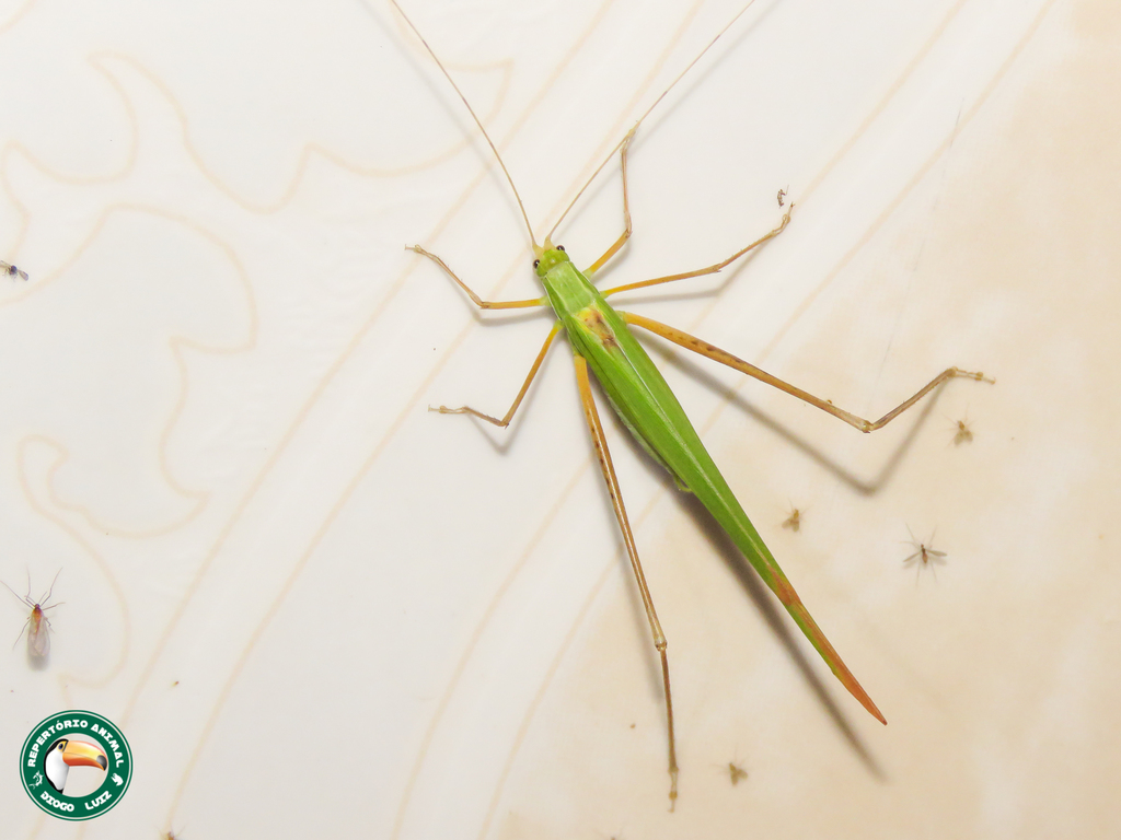 Acrometopini from Serengeti National Park, Tanzânia on January 25, 2020 ...