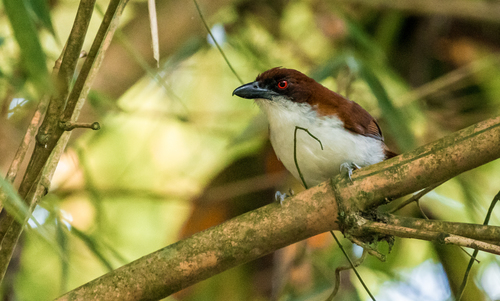 Subspecies Taraba major obscurus · iNaturalist