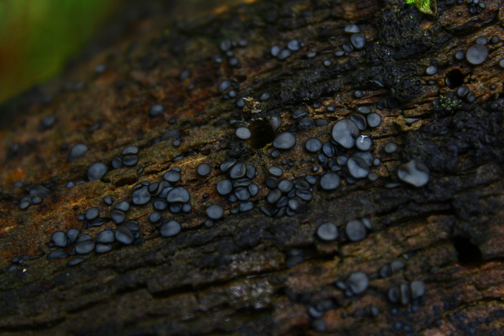 common grey disco from Talca, Maule, Chile on June 3, 2019 at 02:25 PM ...