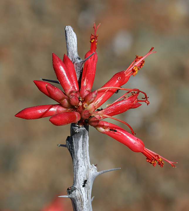 Adam's tree from Isla Magdalena, Comondú Municipality, Baja California ...