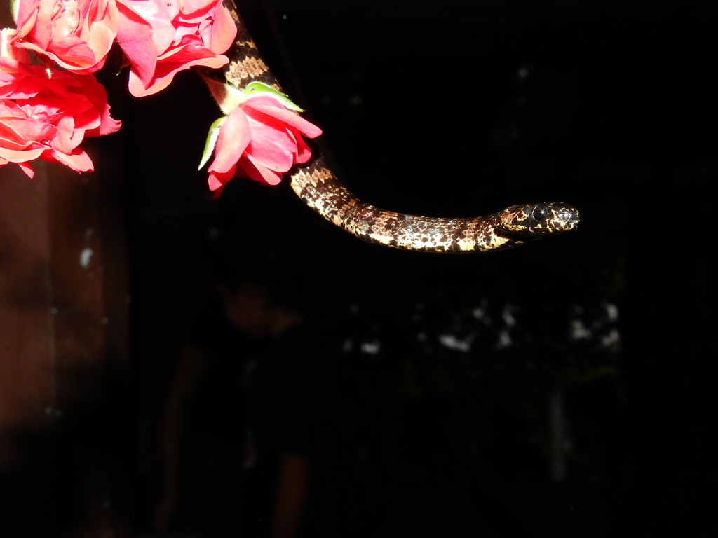 Guerreran Snail Sucker (Tropidodipsas fasciata guerreroensis) - Snakes ...