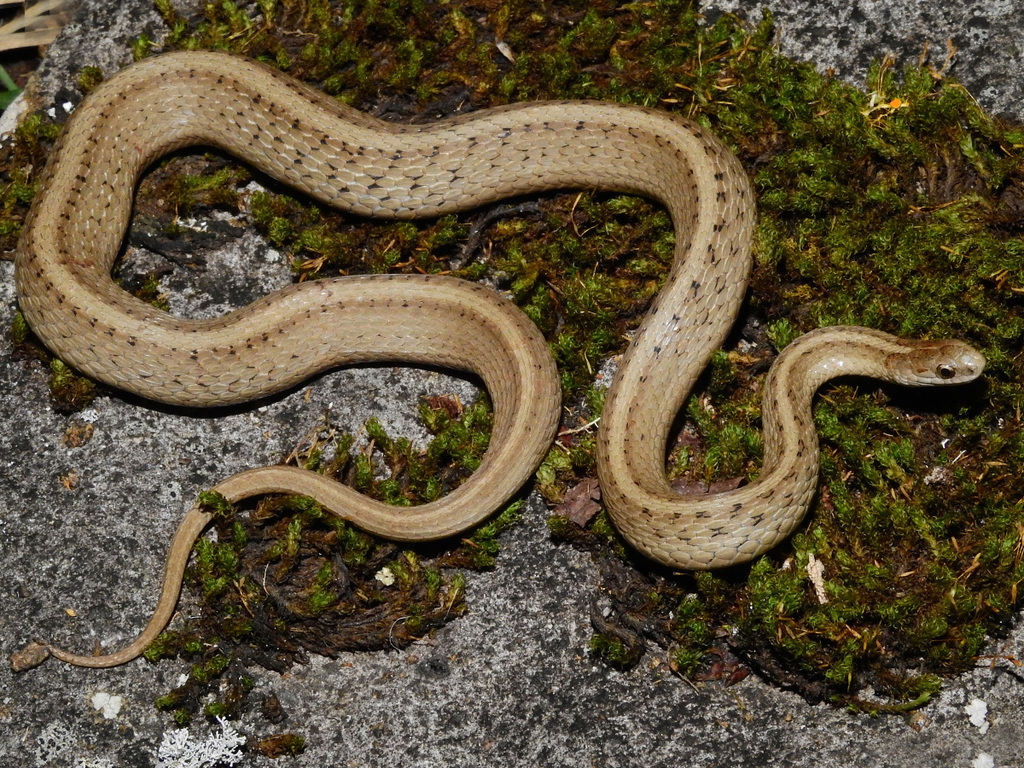 DeKay's Brownsnake (Reptiles and Amphibians of Bexar County) · iNaturalist