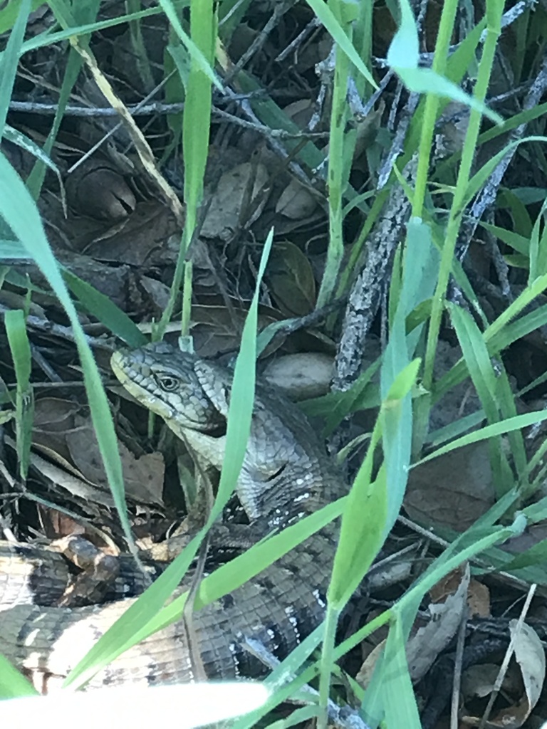 Southern Alligator Lizard from Santa Barbara, CA, US on March 27, 2020 ...
