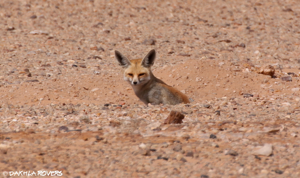 Rüppell's Fox (Vulpes rueppellii) - Know Your Mammals