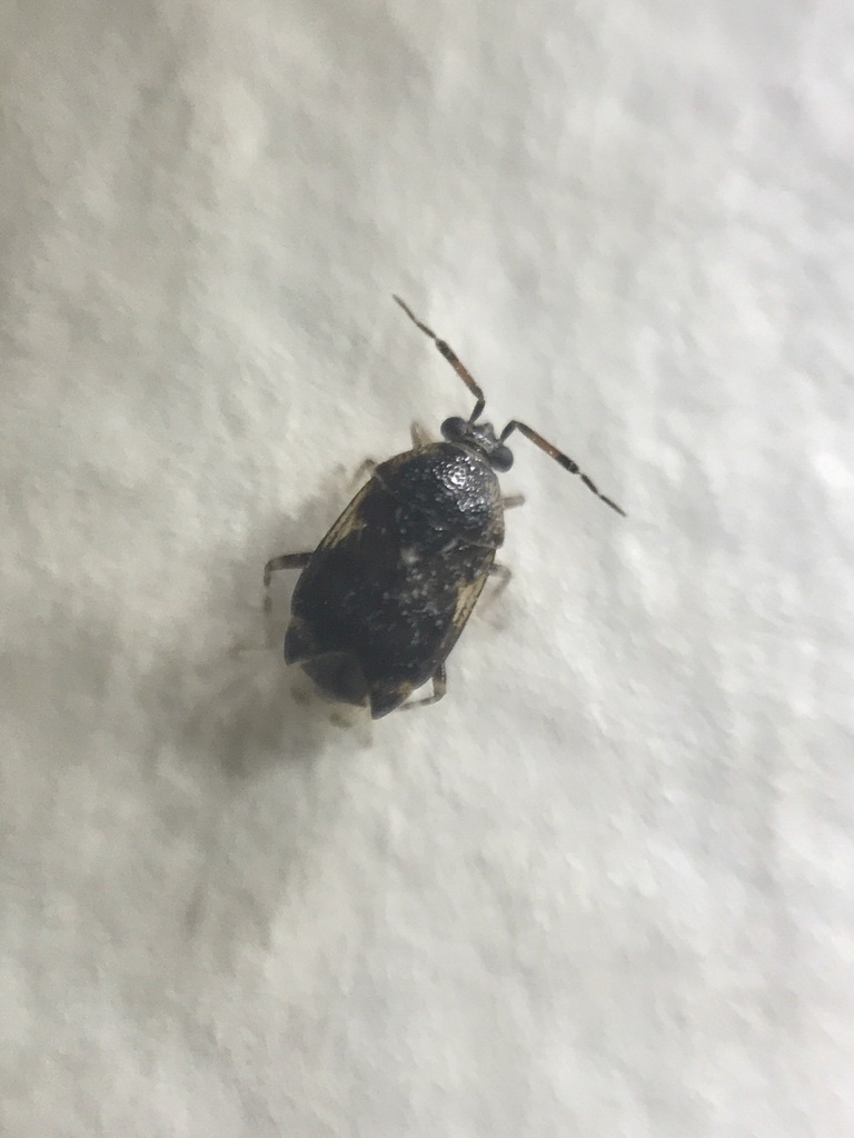 Deraeocoris nebulosus in March 2020 by robotpie · iNaturalist