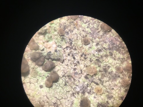 Taeniolella delicata · iNaturalist