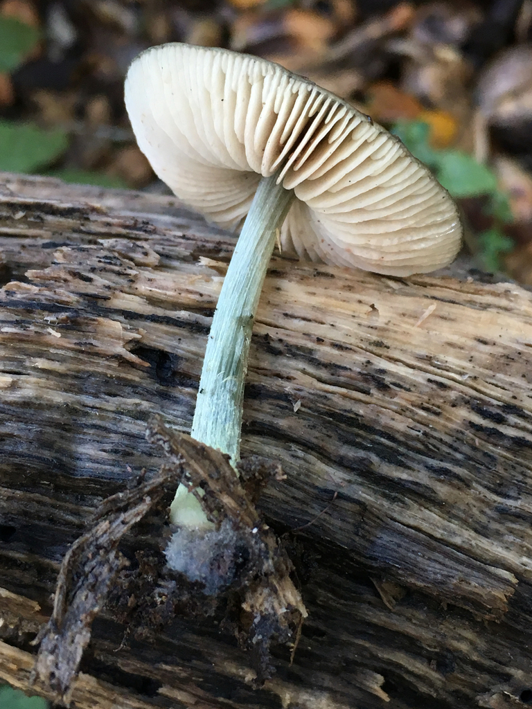 Pluteus phaeocyanopus from 94556, Moraga, CA, US on March 05, 2017 at ...