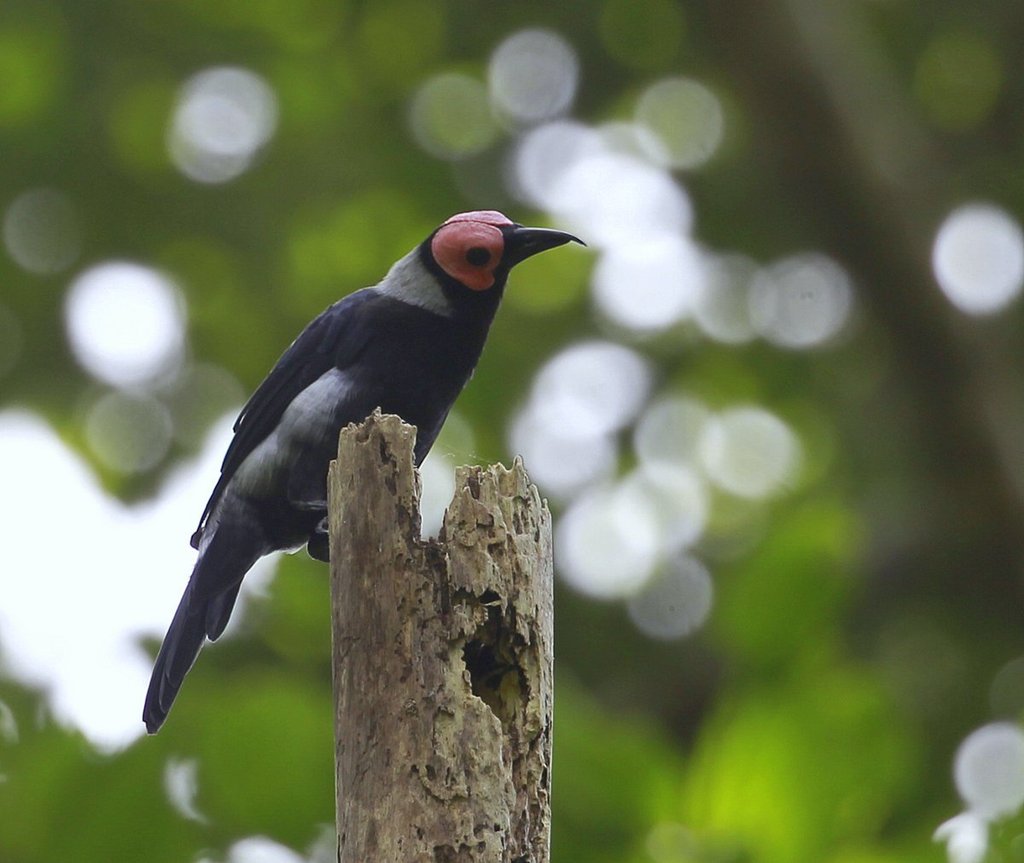 Coleto (Birds of Phillipines) · iNaturalist