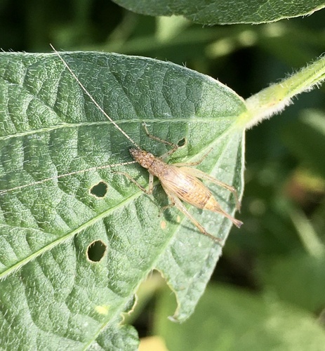 Oecanthus pictus · iNaturalist