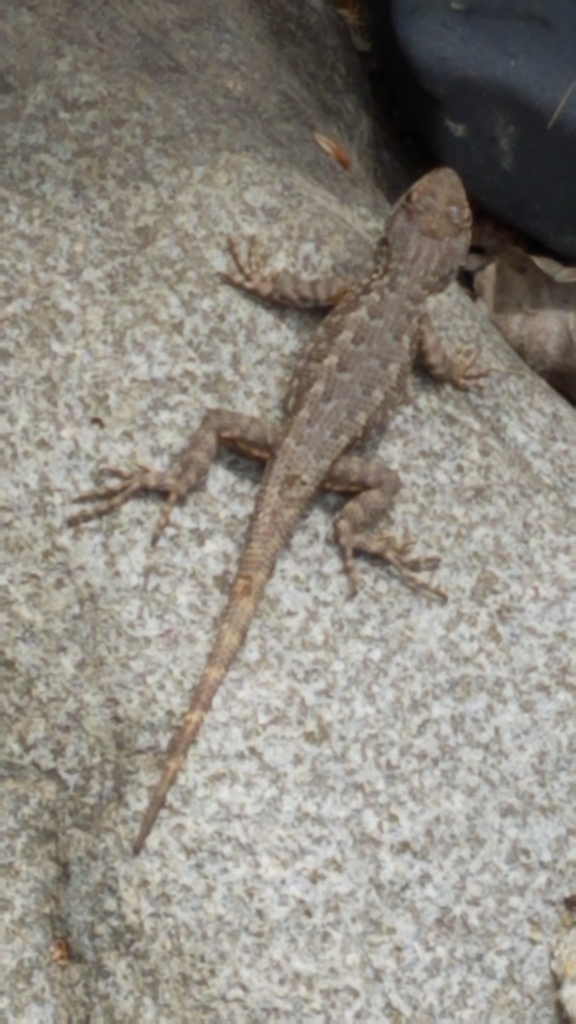 Western Fence Lizard from Chico, CA 95926, USA on March 27, 2020 at 01: ...