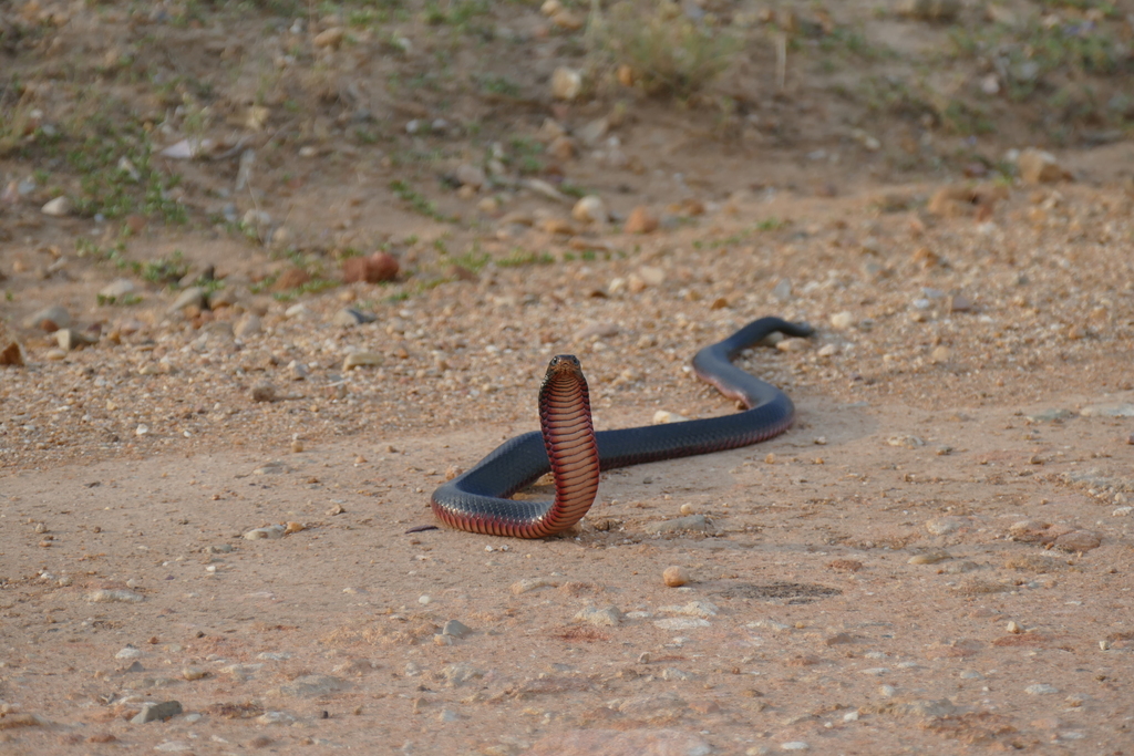Red-bellied Black Snake (Pseudechis porphyriacus) - Snakes and Lizards