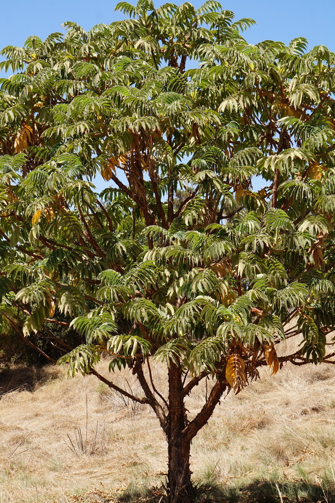 African Redwood (Hagenia abyssinica) - Botanical Realm