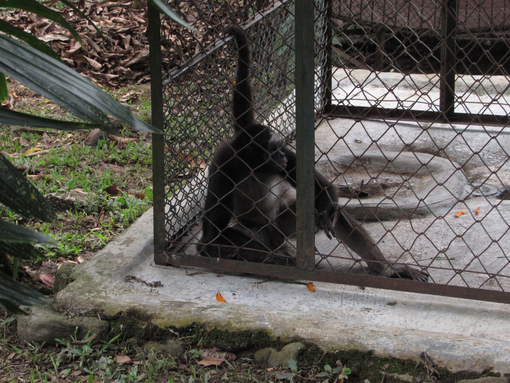 Spider, Howler, and Woolly Monkeys from Villavicencio, Meta, Colombia ...