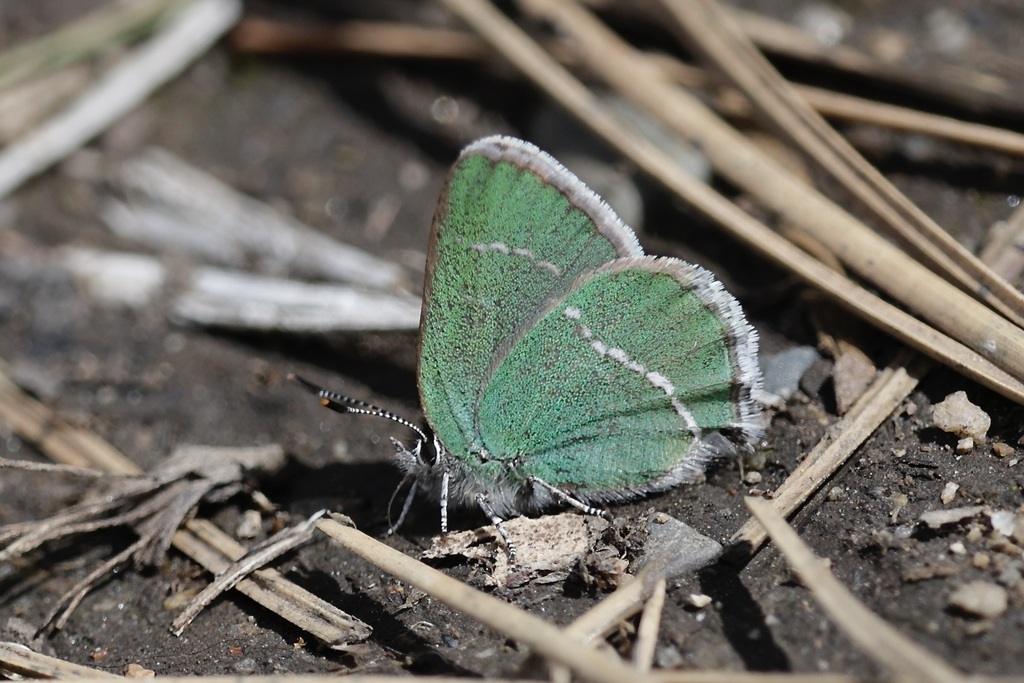 Sheridan's Hairstreak from Spokane County, WA, USA on April 26, 2026 at ...