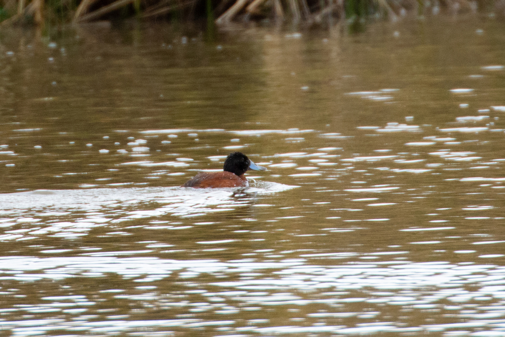 Andean Duck from Chinchayqucha, Peru on January 16, 2020 at 10:21 AM by ...