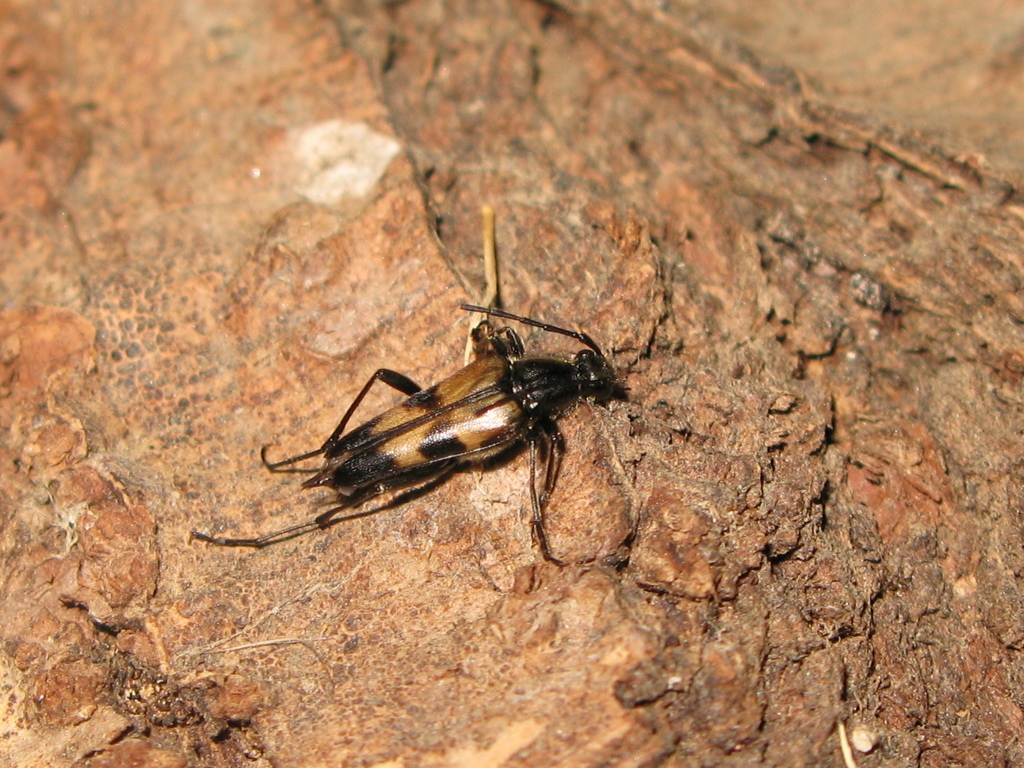 Etorofus propinquus from San Bernardino County, CA, USA on July 3, 2008 ...