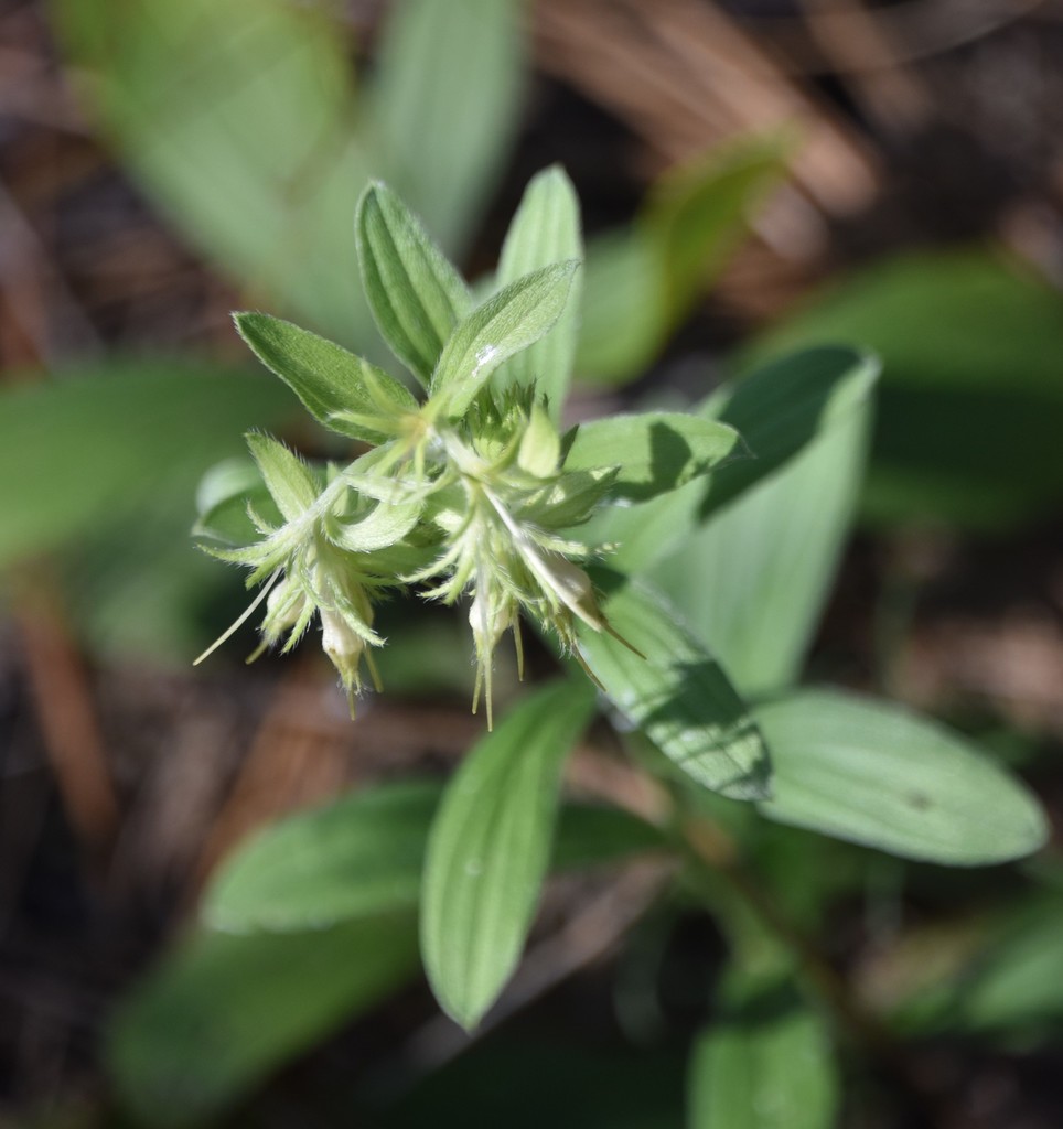Virginia marbleseed from Marion County, FL, USA on March 27, 2020 at 10 ...